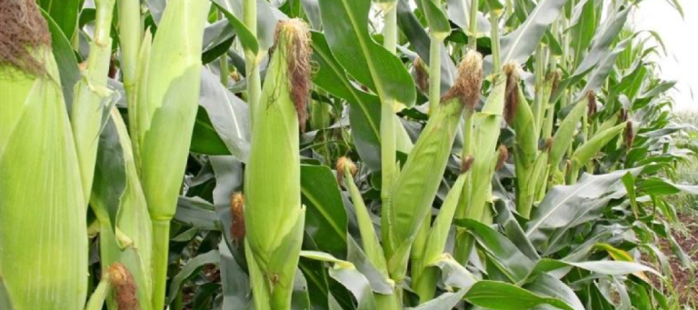 The Comprehensive Guide to Growing Maize: From Planting to Harvesting ...